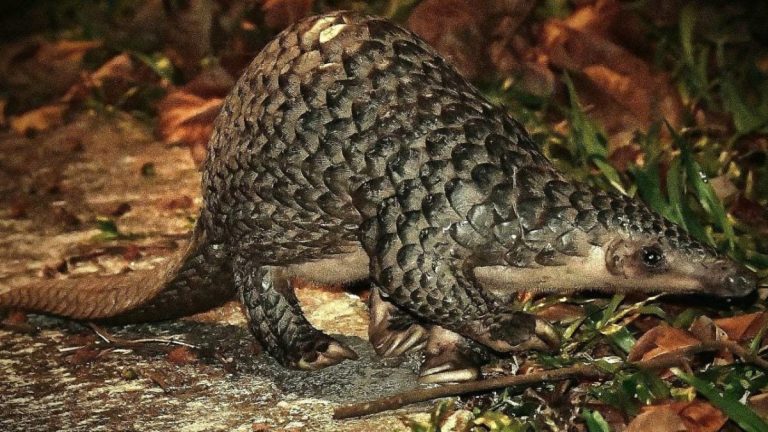 The Hidden Life of the Sunda Pangolin, A Critically Endangered Forest ...